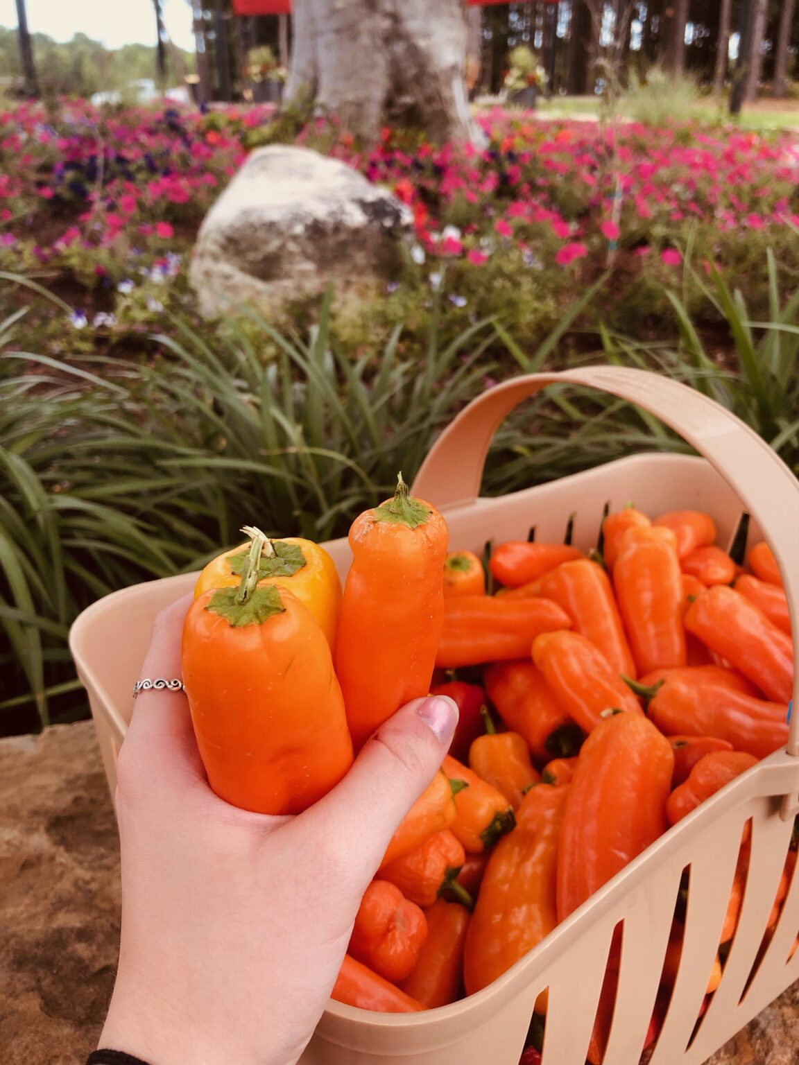 Gallery - Eno River Farm