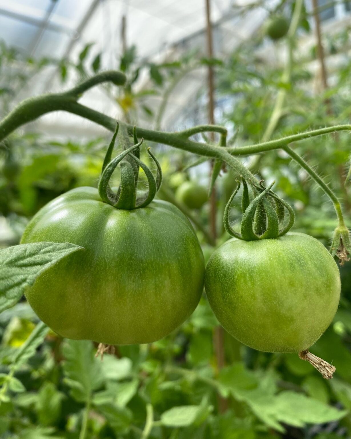 Gallery - Eno River Farm